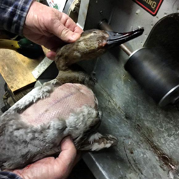 Home of The Fowl Plucker